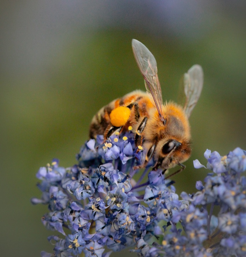 California’s Native Bees – Friends of Rose Creek